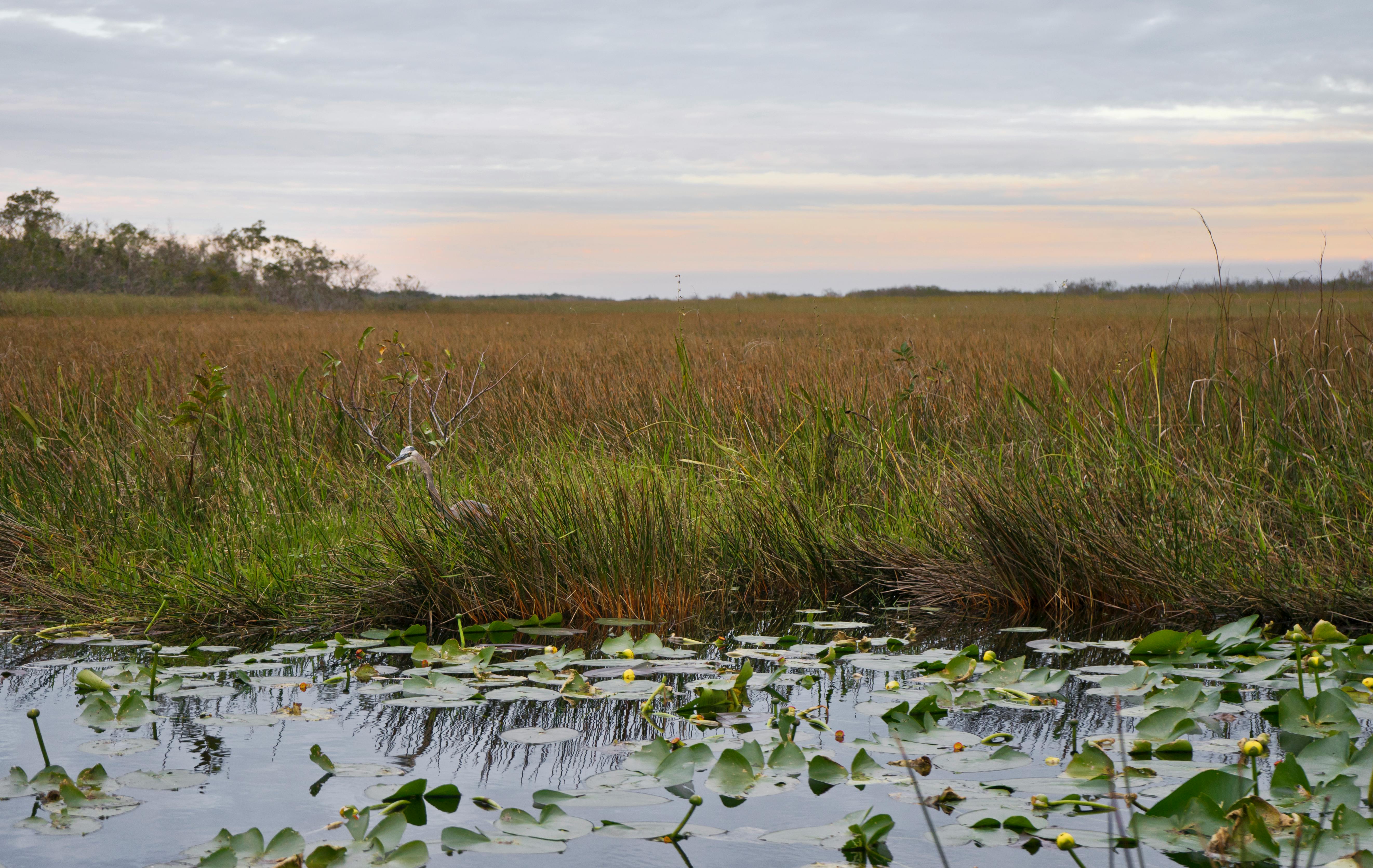 Everglades: Past, Present, and Future | Institute for Strategic Policy ...